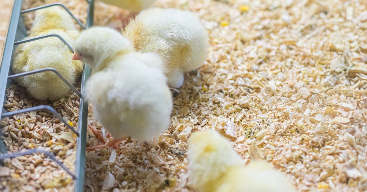 Aptec Widens Client Base - Alok's Poultry Technology Pvt Ltd